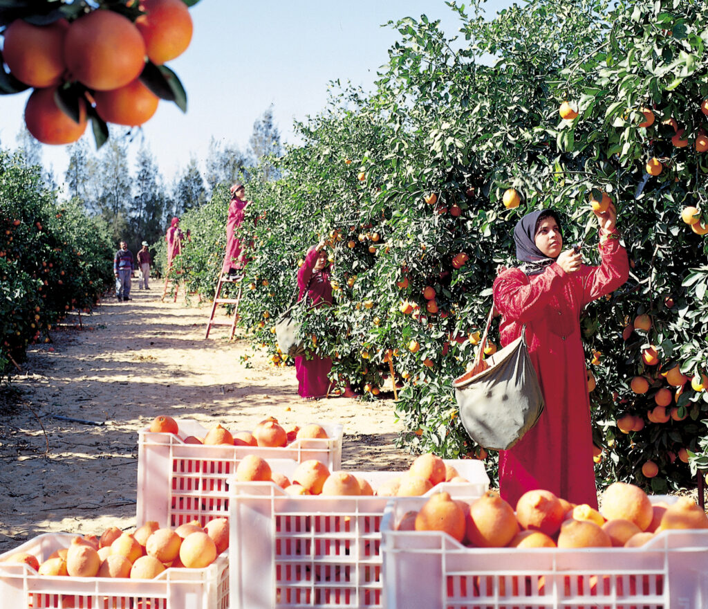 Sedex - Saxton Bampfylde - Global Executive Search & Leadership ...