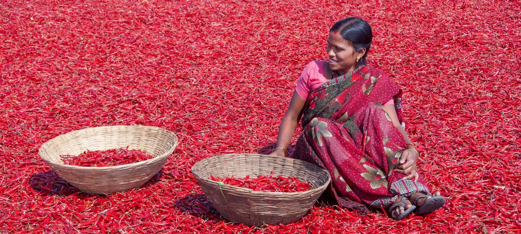 Sedex - Saxton Bampfylde - Global Executive Search & Leadership ...